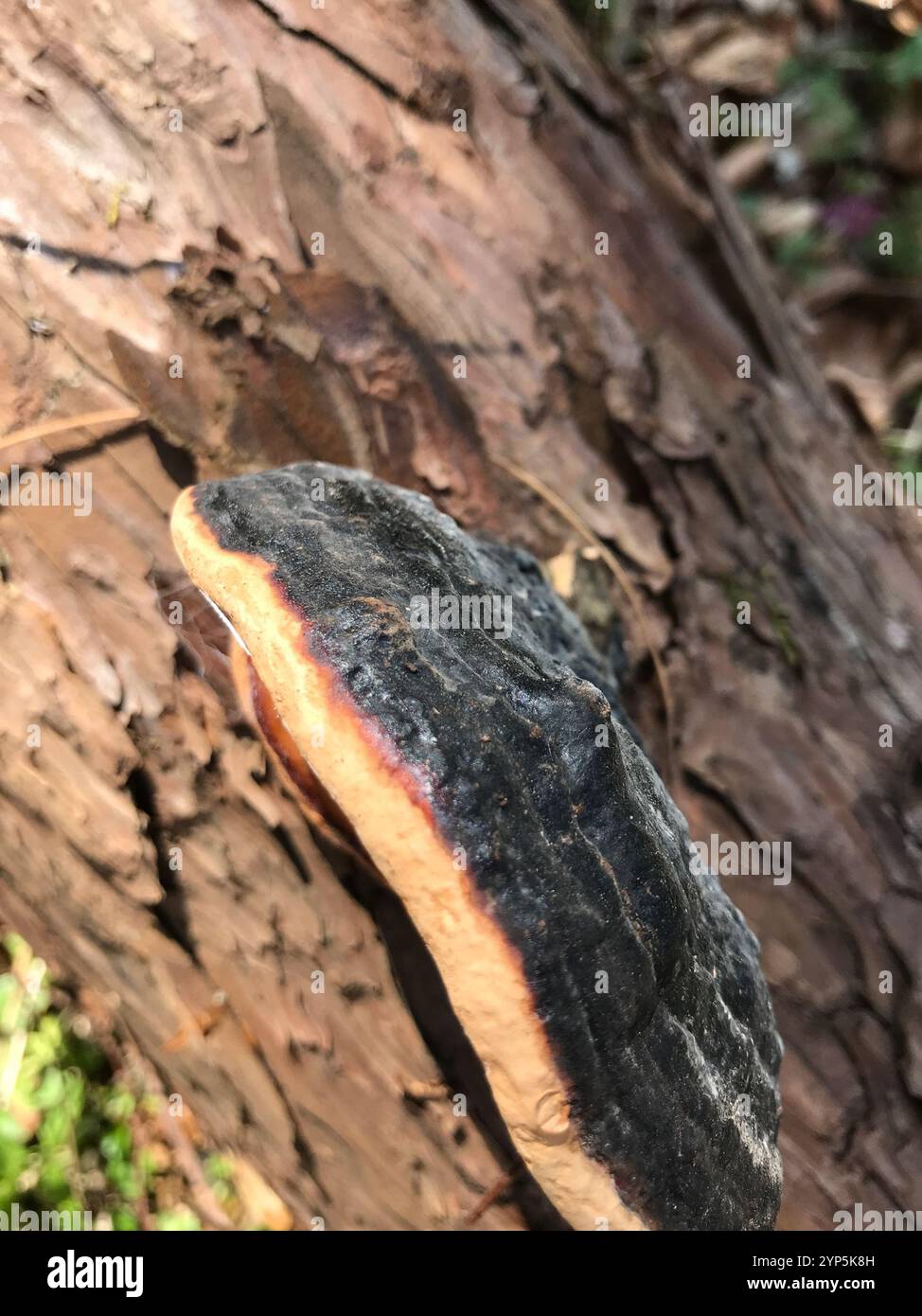 Red-banded Polypore (Fomitopsis pinicola Stock Photo - Alamy
