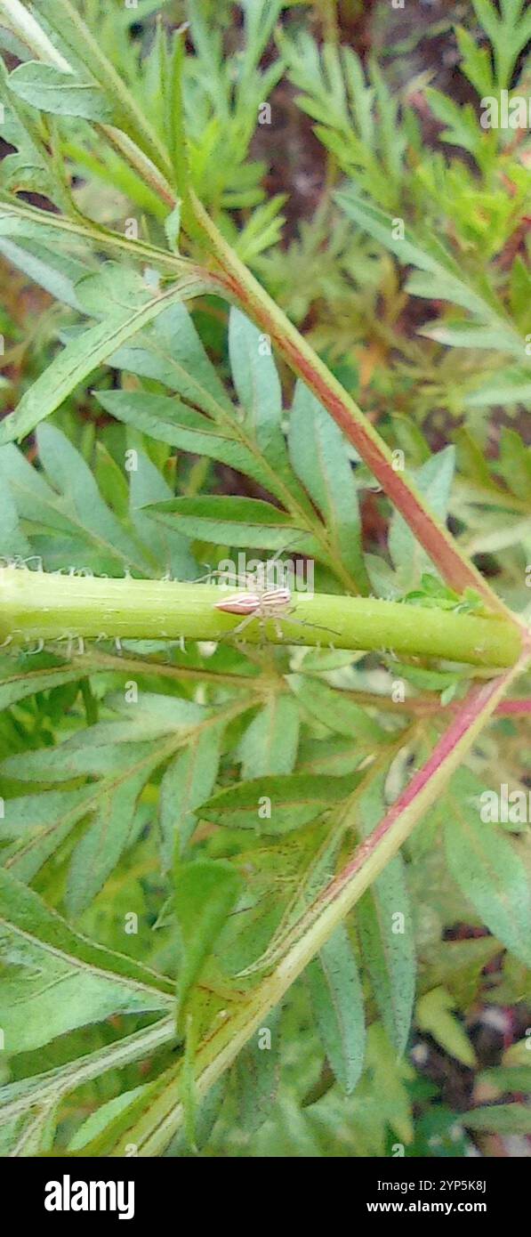 Striped Lynx Spider (Oxyopes salticus Stock Photo - Alamy