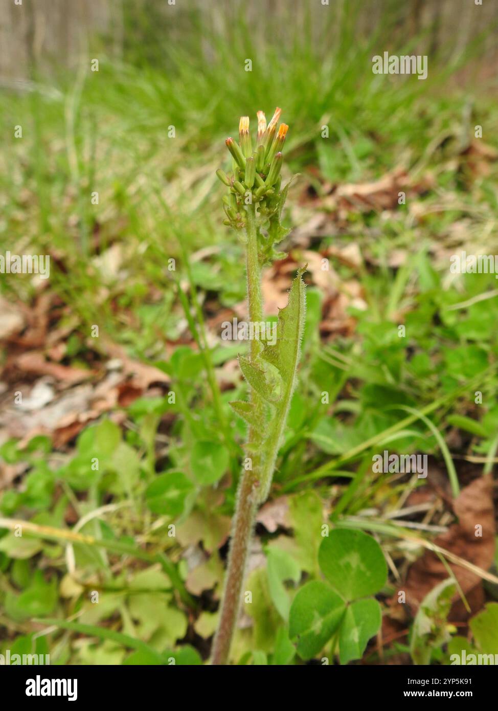 Oriental false hawksbeard (Youngia japonica Stock Photo - Alamy