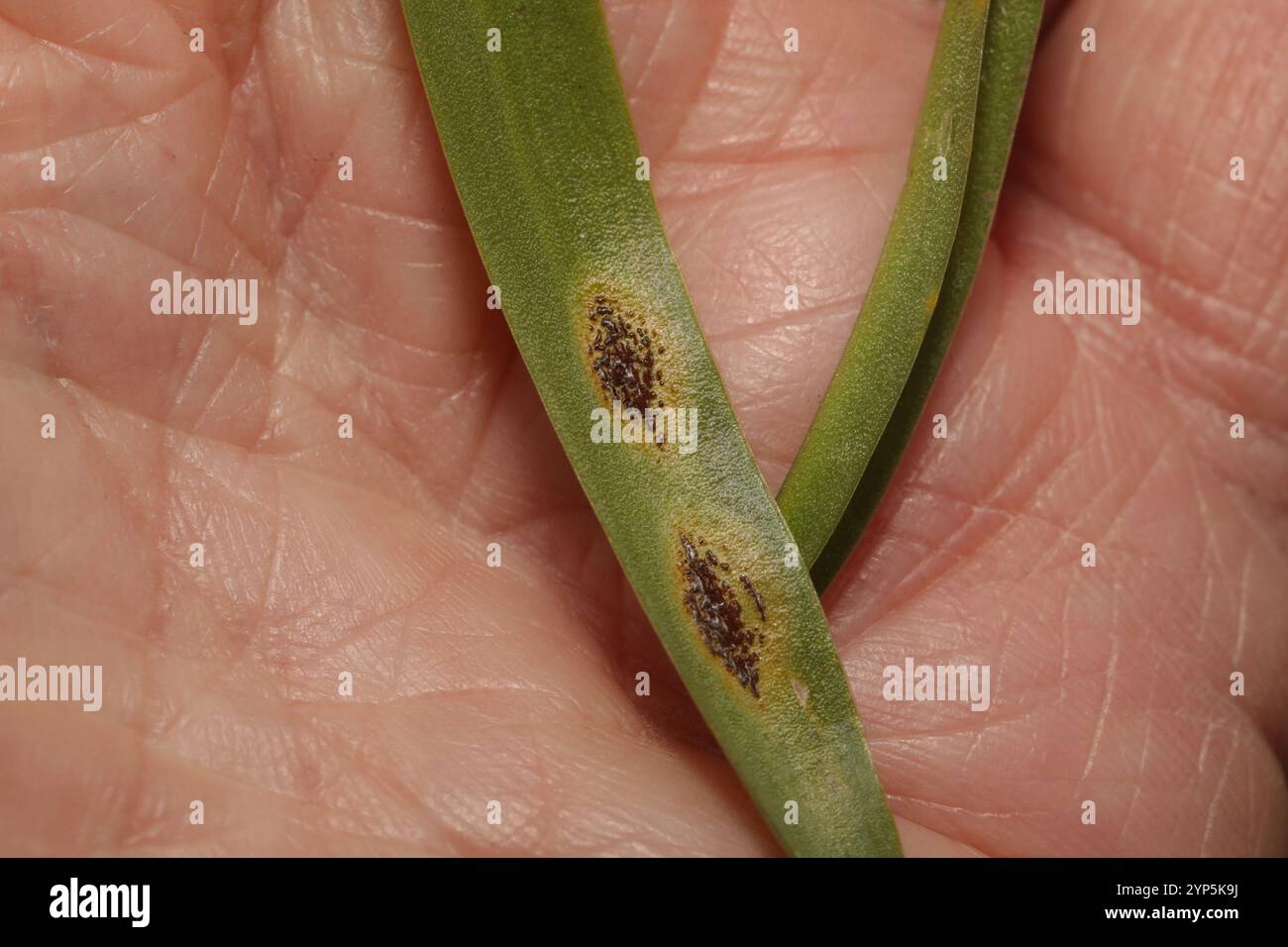 Bluebell rust (Uromyces hyacinthi Stock Photo - Alamy