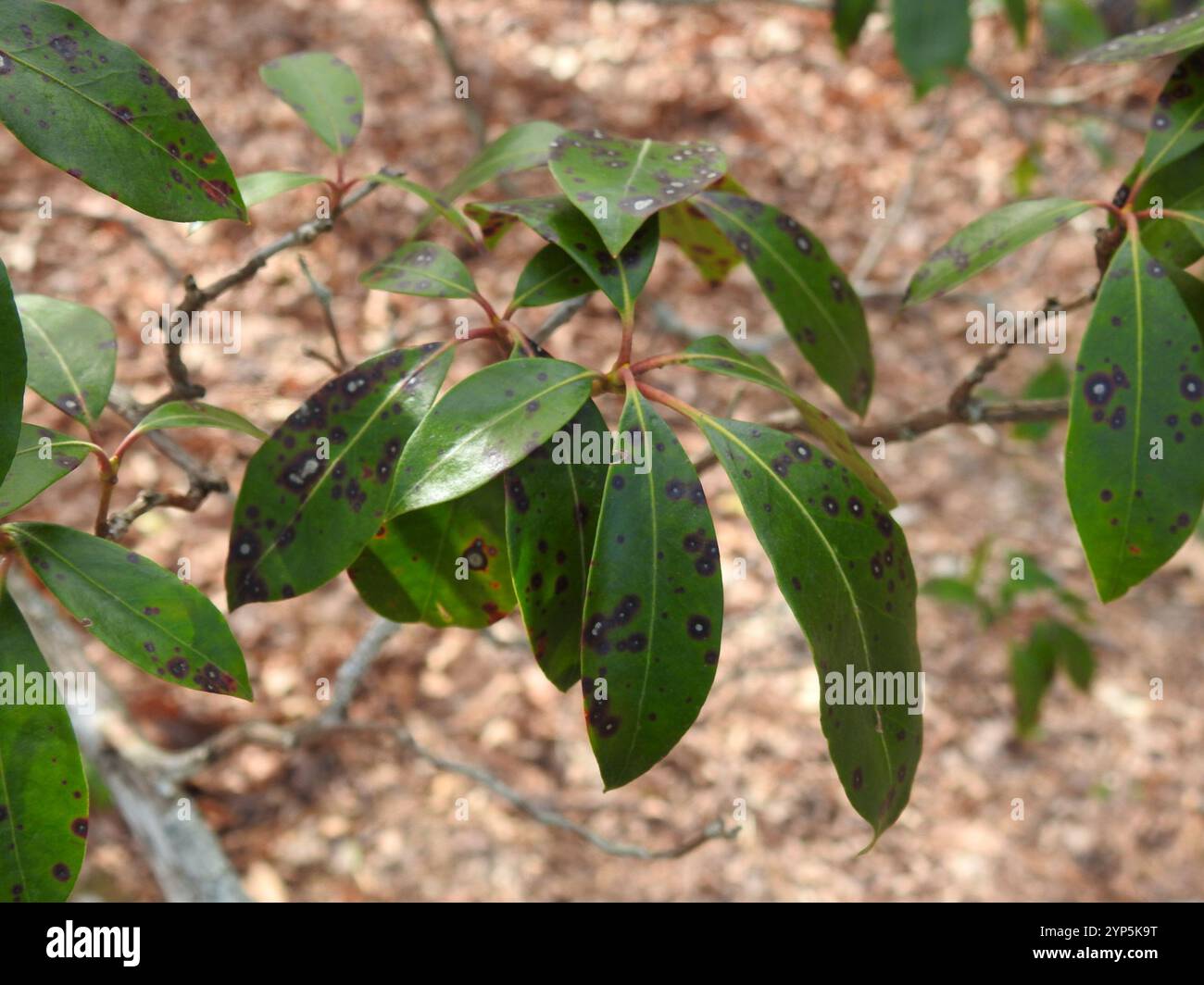 Mountain Laurel Leaf Spot (Mycosphaerella colorata Stock Photo - Alamy