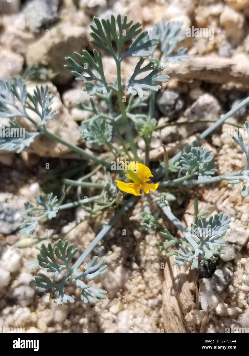Little Gold Poppy (Eschscholzia minutiflora Stock Photo - Alamy