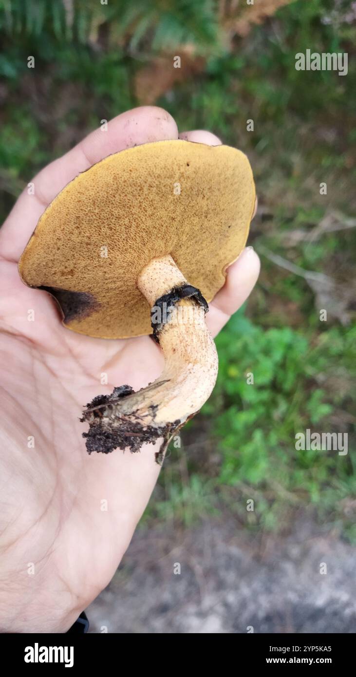 Purple-veiled Slippery Jack (Suillus luteus Stock Photo - Alamy
