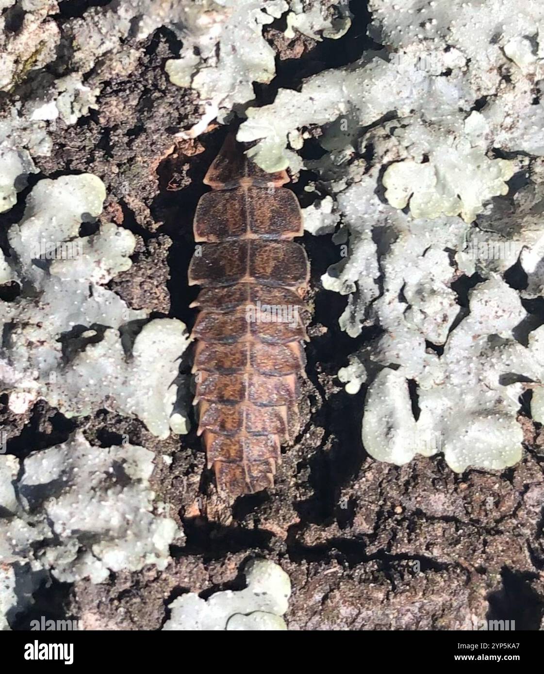 Pyractomena borealis hi-res stock photography and images - Alamy