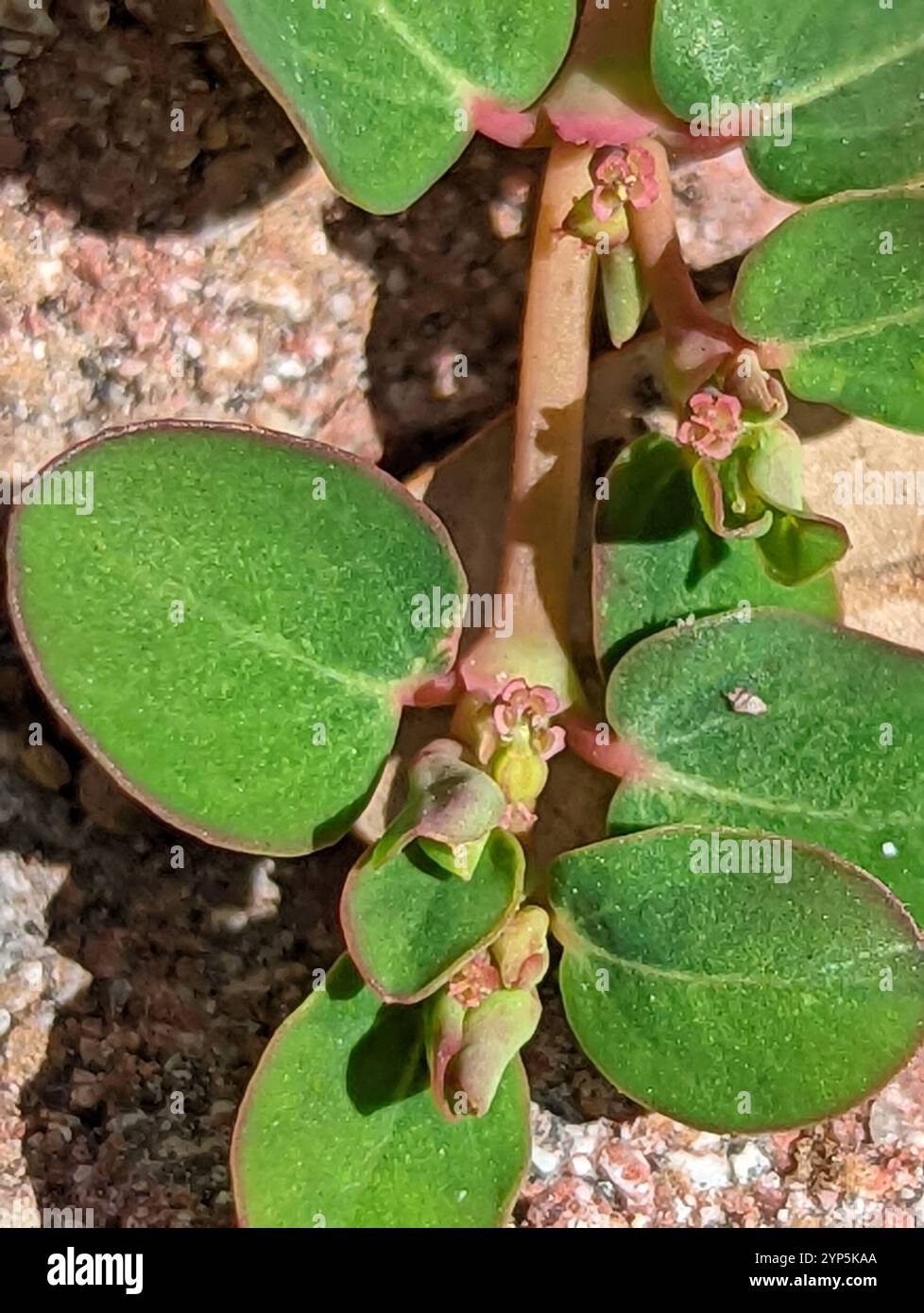 limestone sandmat (Euphorbia blodgettii Stock Photo - Alamy