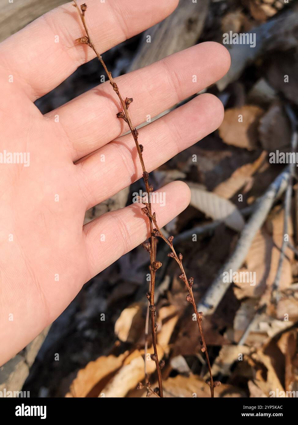 Beechdrops (Epifagus virginiana Stock Photo - Alamy