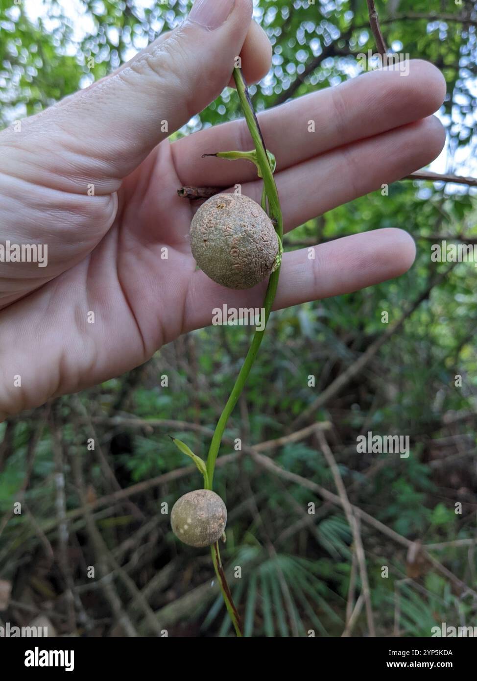 air potato (Dioscorea bulbifera Stock Photo - Alamy
