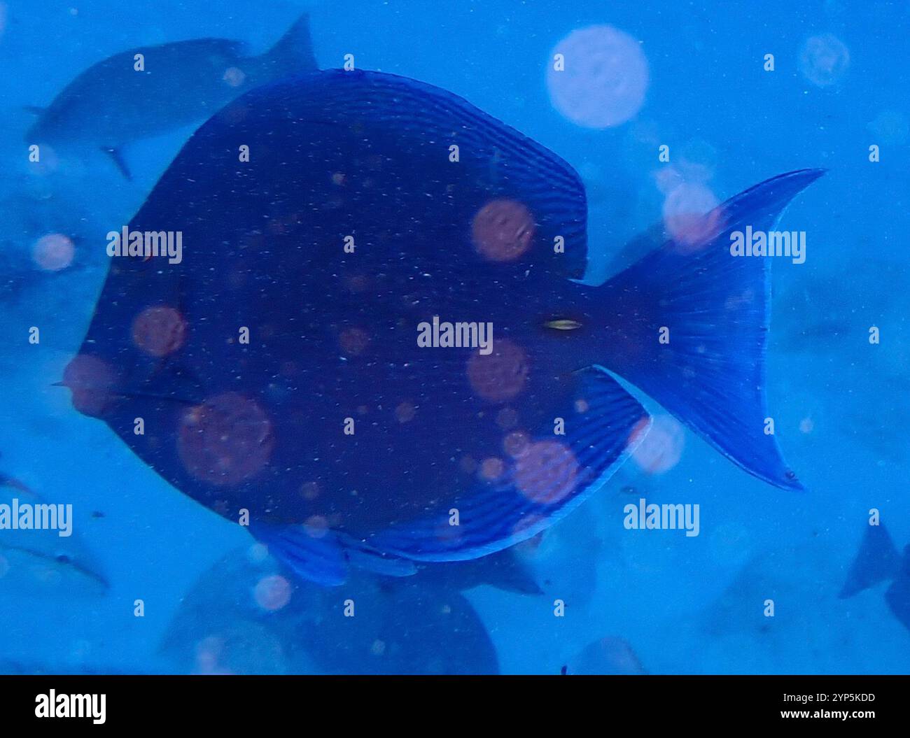 Atlantic Blue Tang (Acanthurus coeruleus Stock Photo - Alamy