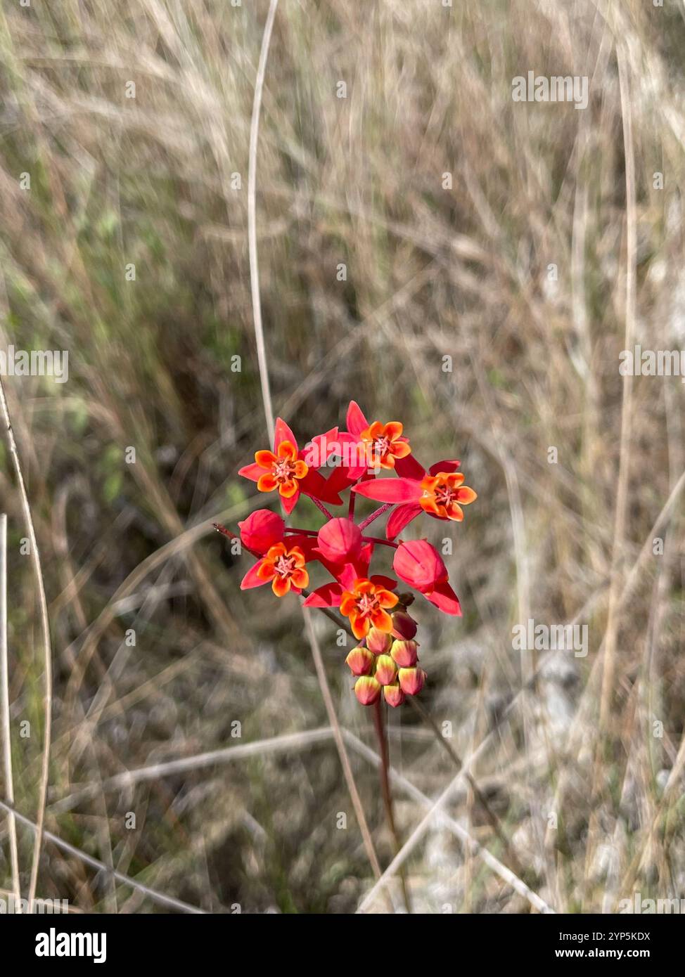 Asclepias lanceolata hi-res stock photography and images - Alamy