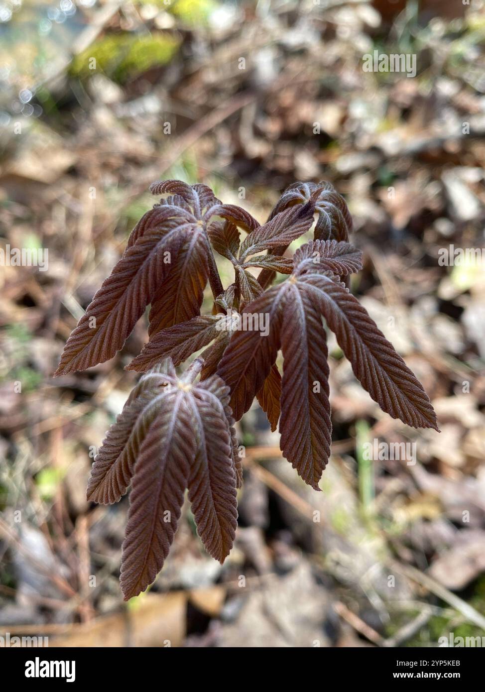 painted buckeye (Aesculus sylvatica Stock Photo - Alamy