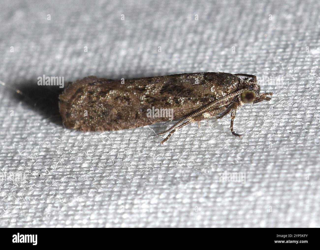 Tortricid Leafroller Moths and Allies (Tortricoidea Stock Photo - Alamy