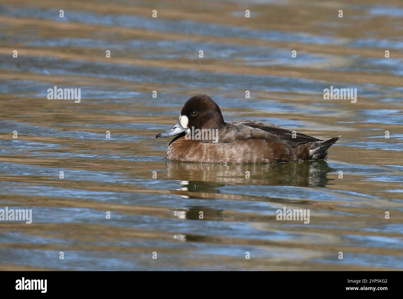 Lesser Scaup (Aythya affinis Stock Photo - Alamy