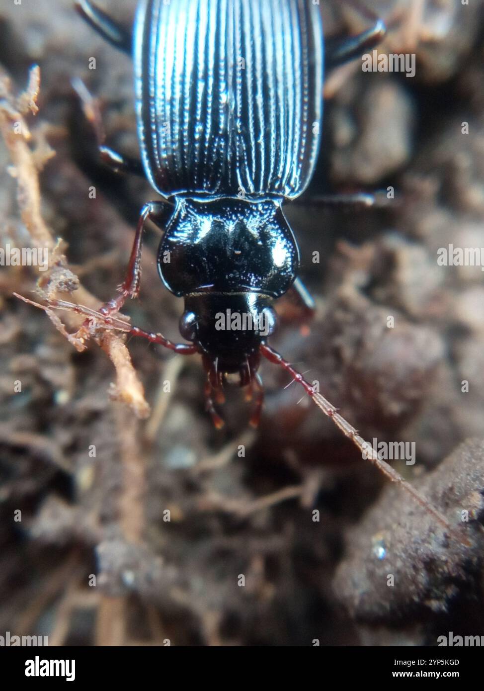 European Gazelle Beetle (Nebria brevicollis Stock Photo - Alamy