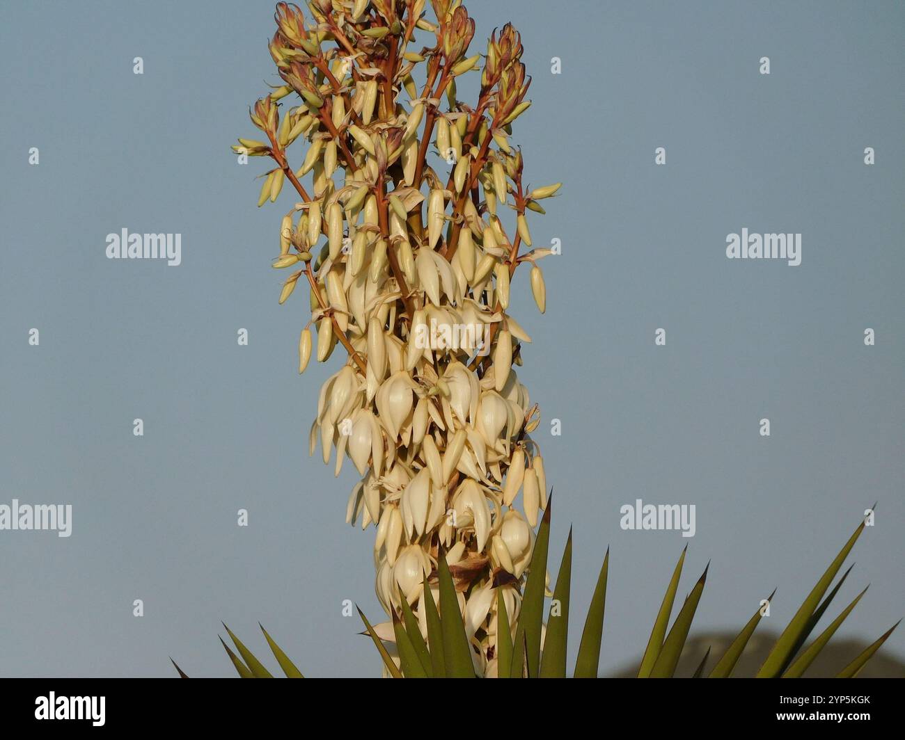 Spanish dagger (Yucca treculiana Stock Photo - Alamy