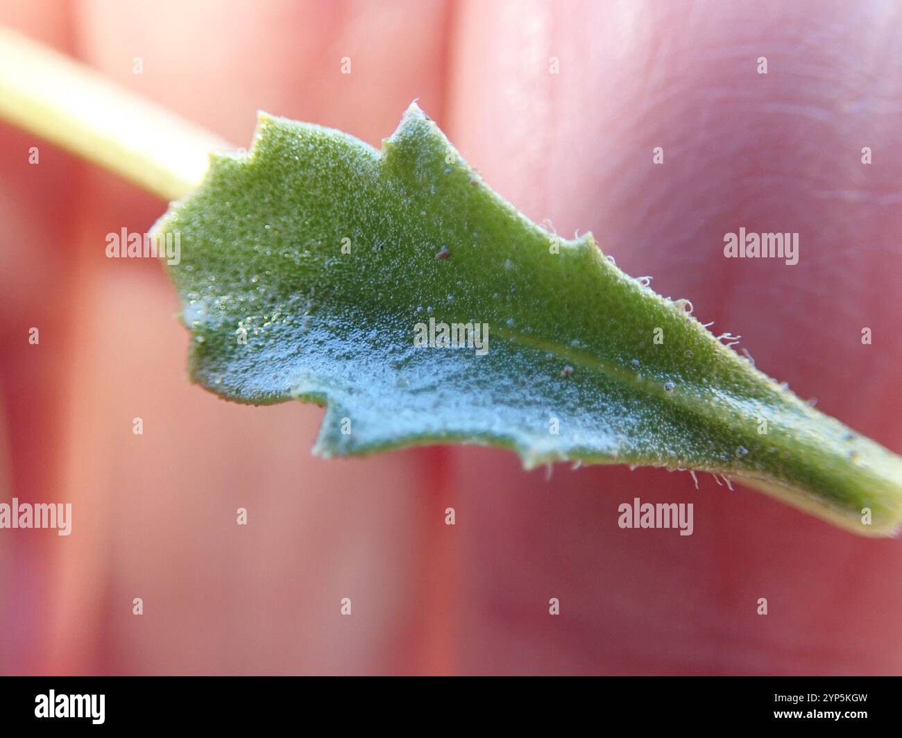 Sticky Rain Daisy (Dimorphotheca cuneata Stock Photo - Alamy