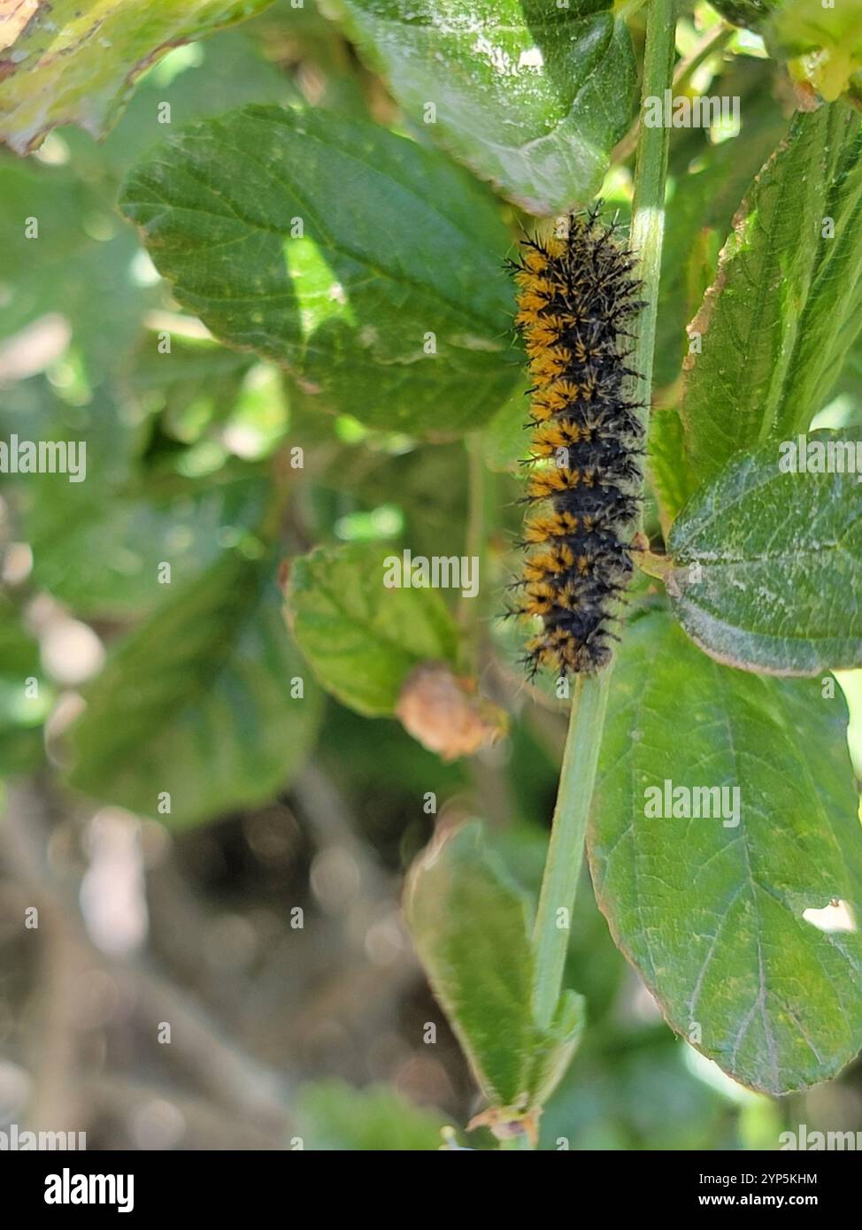 Western Sheep Moth (Hemileuca eglanterina Stock Photo - Alamy