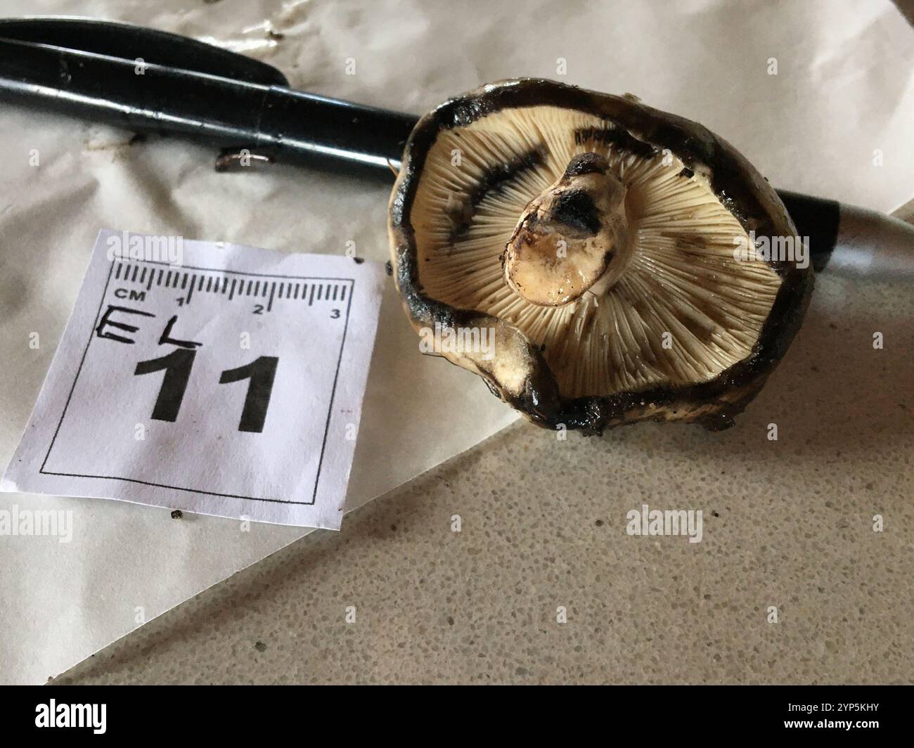 Blackening Russula (Russula albonigra Stock Photo - Alamy