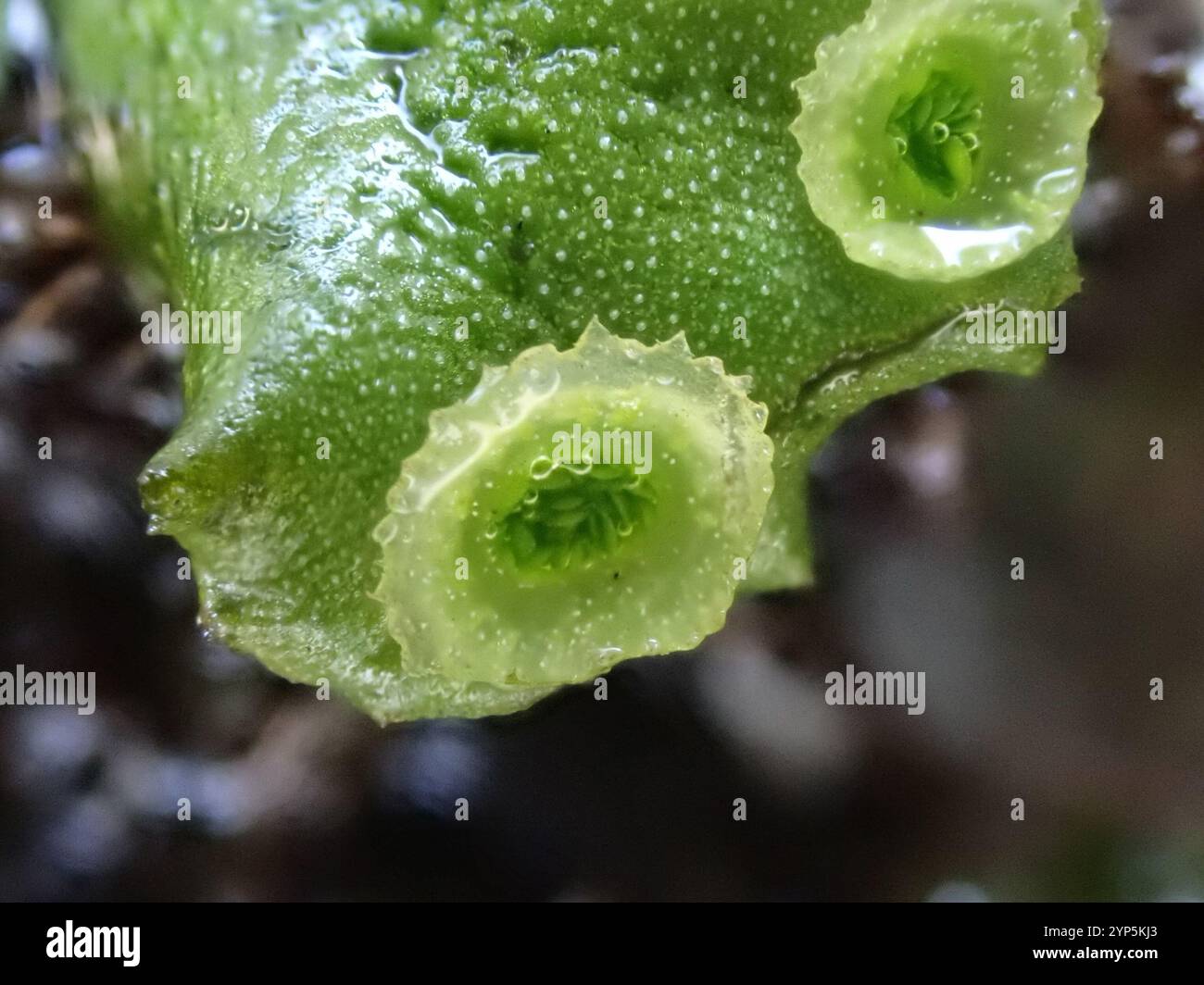 Common Liverwort (Marchantia polymorpha Stock Photo - Alamy