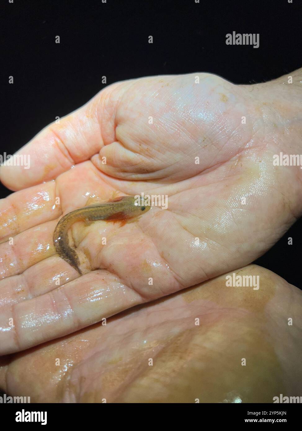 Marbled Salamander (Ambystoma opacum Stock Photo - Alamy
