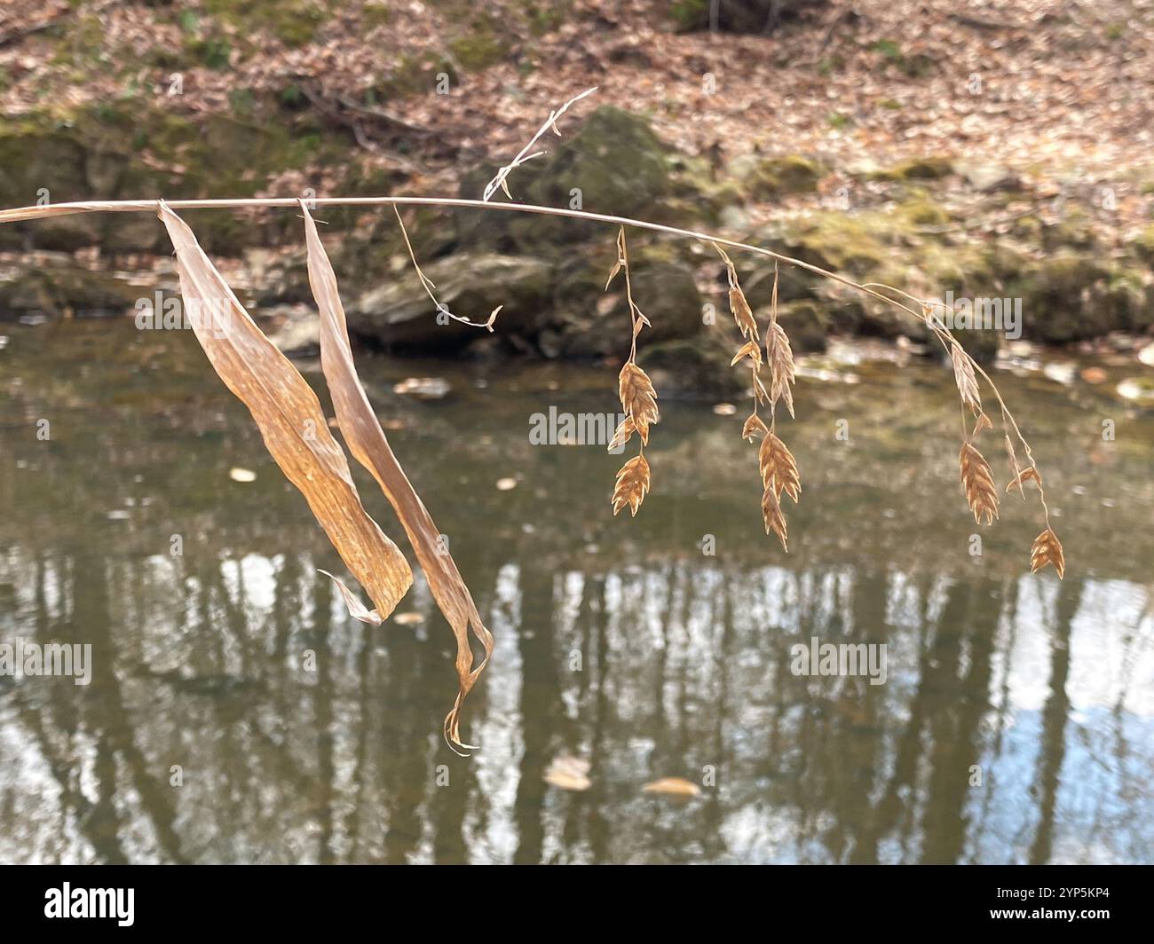 inland wood oats (Chasmanthium latifolium Stock Photo - Alamy