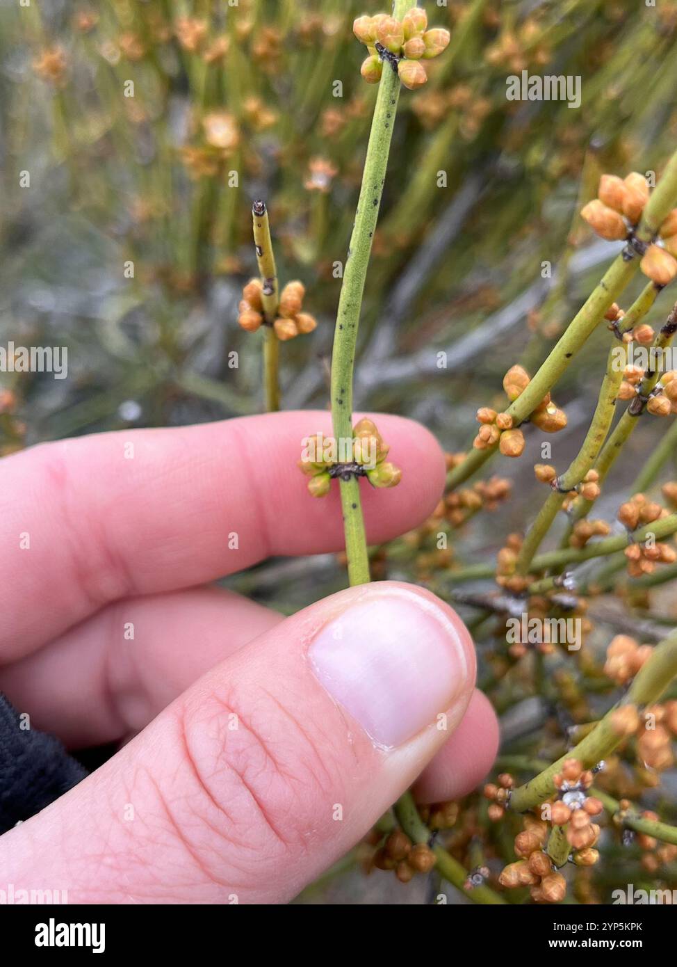 Green Ephedra (Ephedra viridis Stock Photo - Alamy