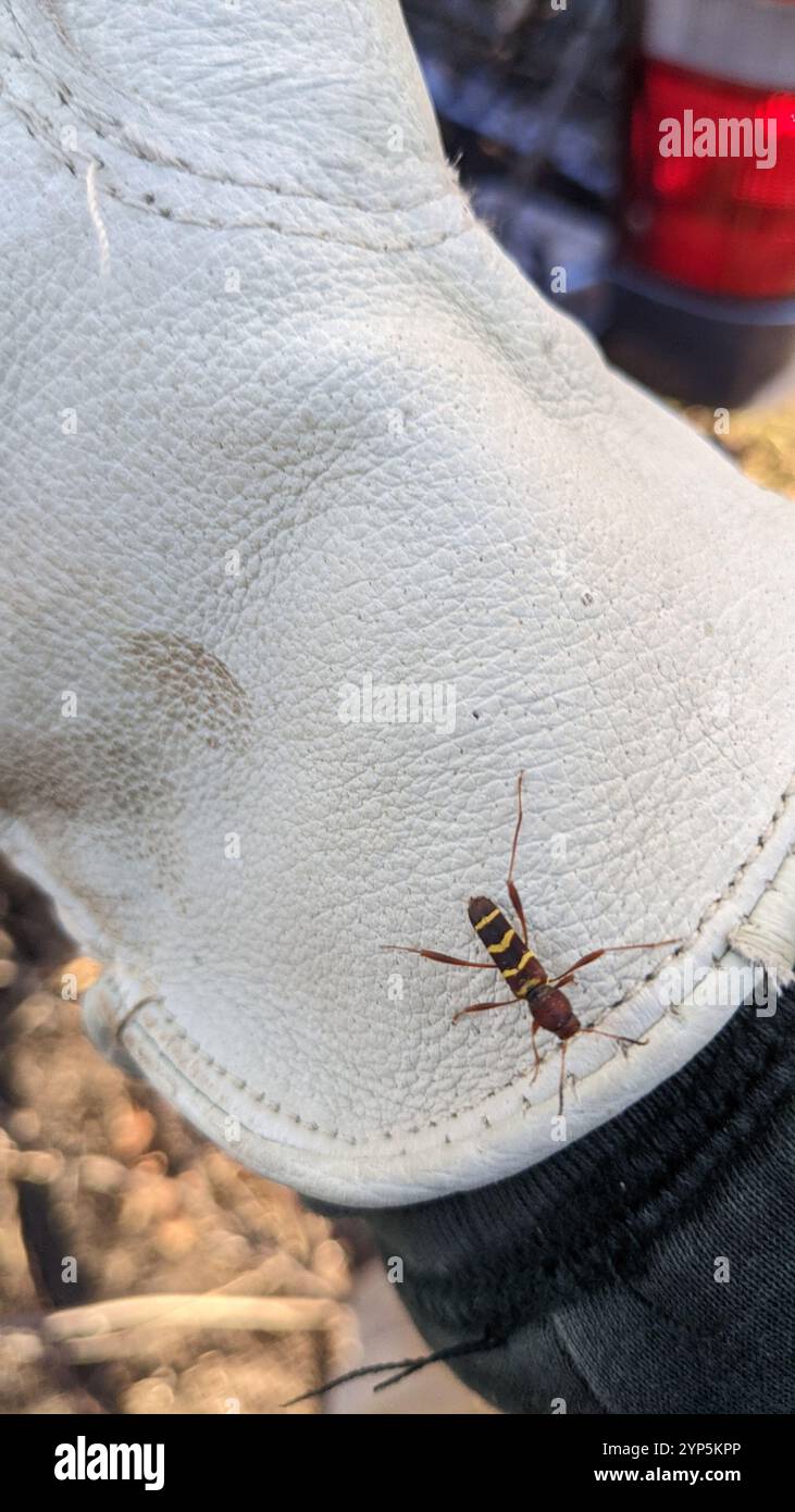 Red-headed Ash Borer (Neoclytus acuminatus Stock Photo - Alamy