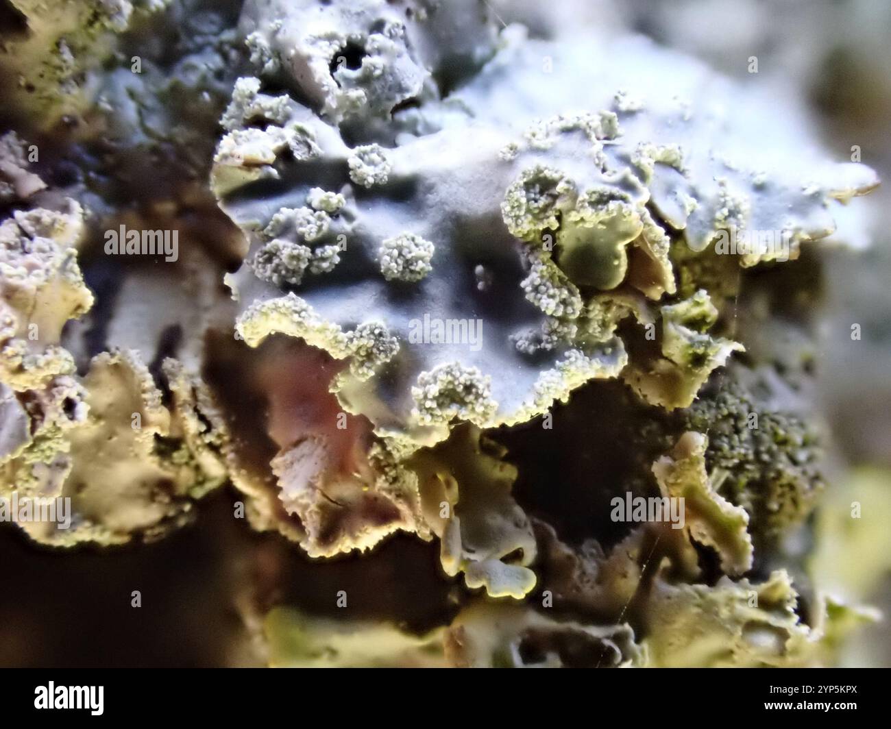 Powdered Speckled Shield Lichen (Punctelia subrudecta Stock Photo - Alamy