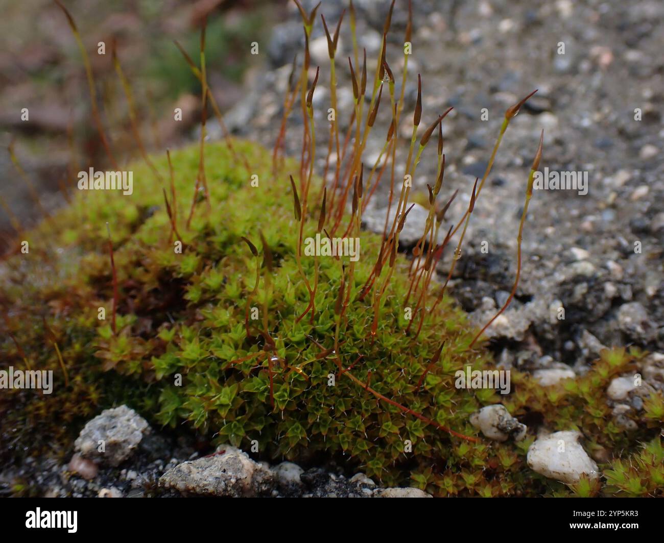 Brown Screw-moss (Syntrichia princeps Stock Photo - Alamy