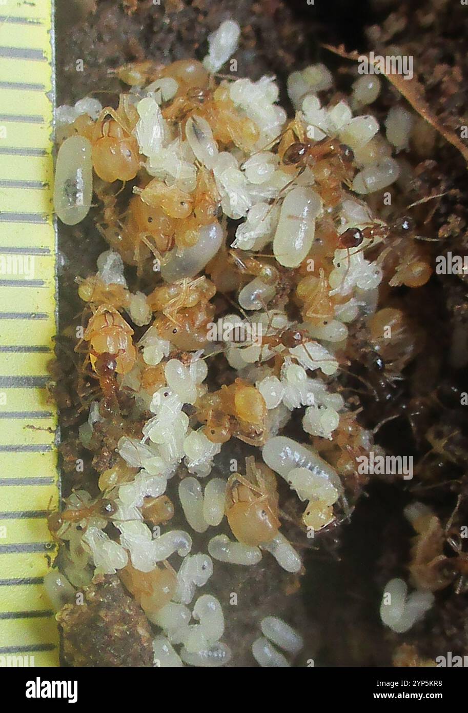 Big-headed Ants (Pheidole Stock Photo - Alamy