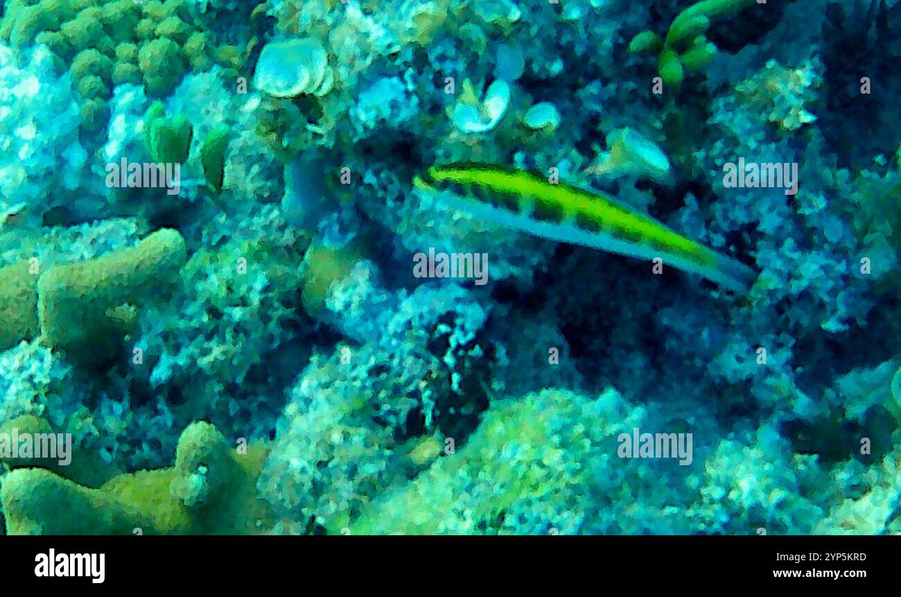Caribbean Bluehead Wrasse (Thalassoma bifasciatum Stock Photo - Alamy