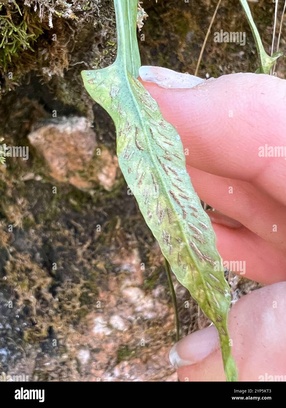 walking fern (Asplenium rhizophyllum Stock Photo - Alamy
