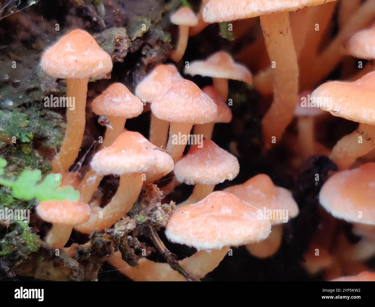 Hypholoma acutum hi-res stock photography and images - Alamy