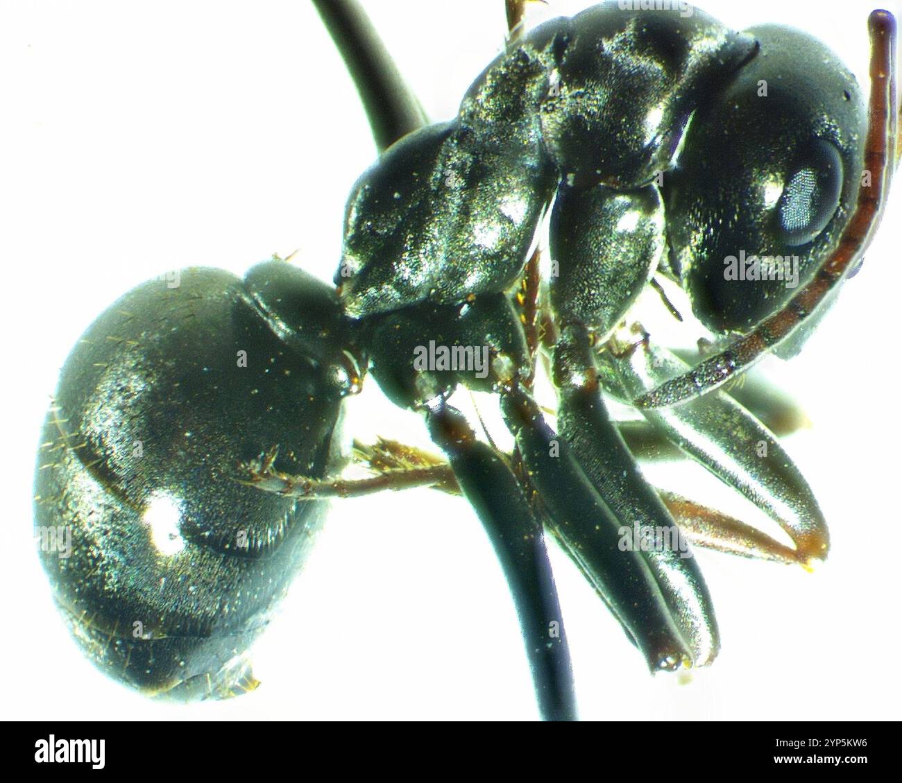 Silky Field Ant (Formica subsericea Stock Photo - Alamy