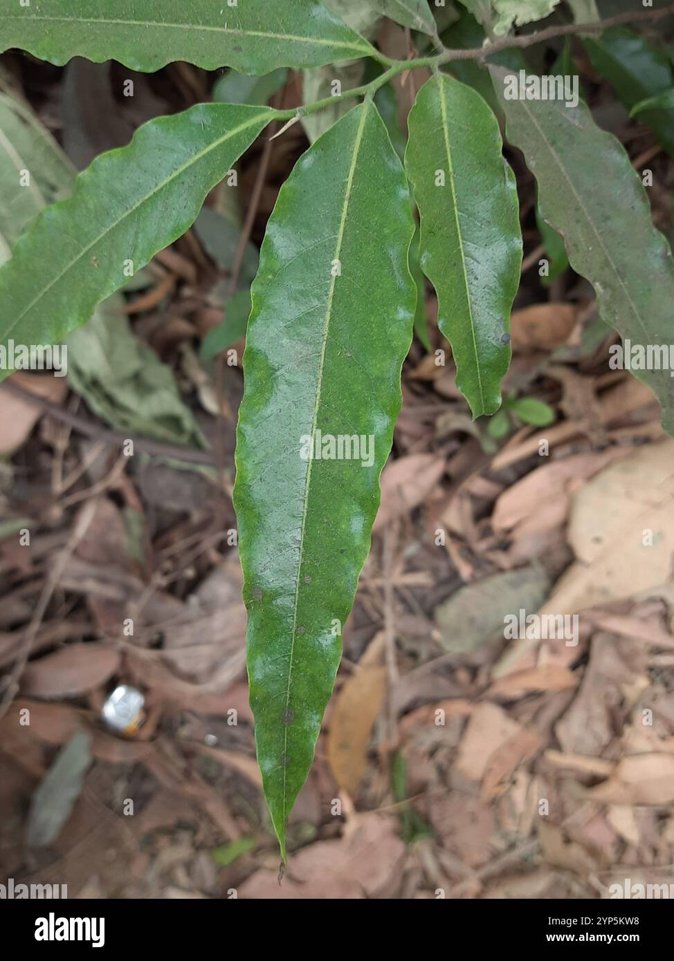 false ashoka (Monoon longifolium Stock Photo - Alamy