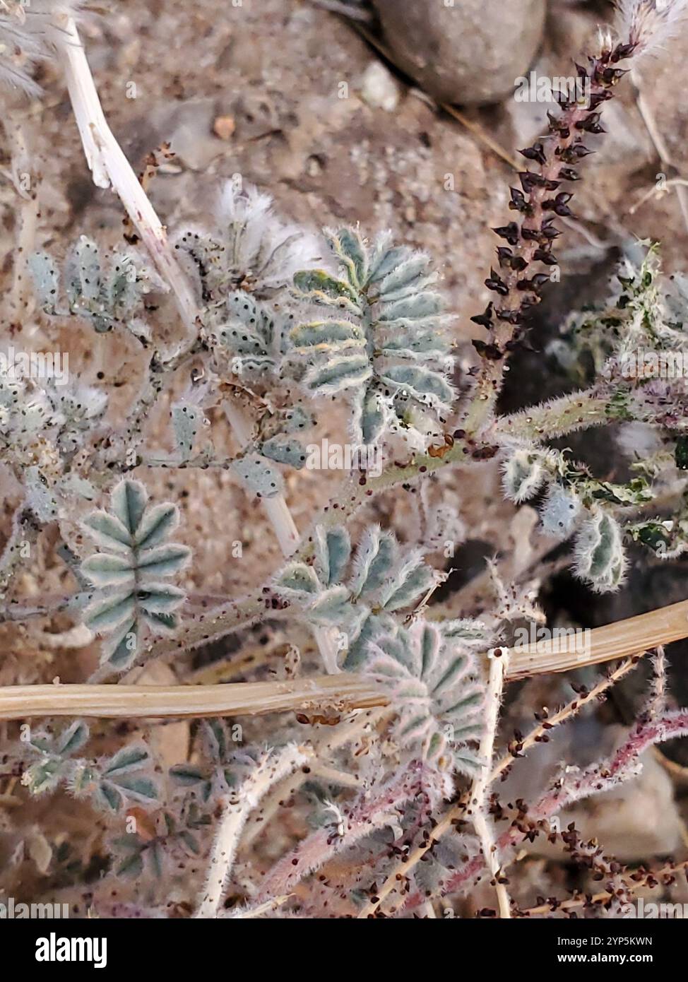 soft prairie clover (Dalea mollissima Stock Photo - Alamy