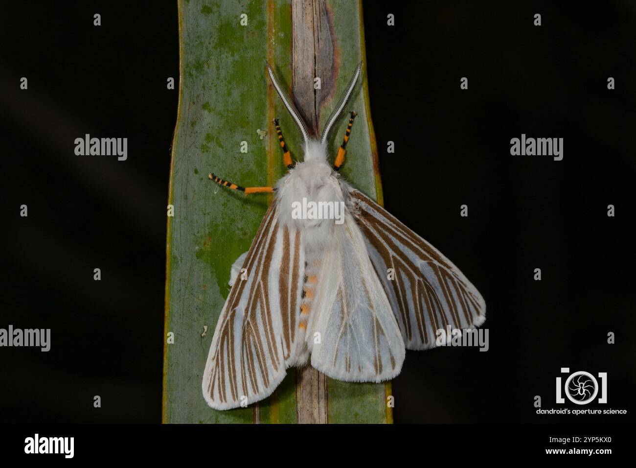 Echo Moth (Seirarctia echo Stock Photo - Alamy