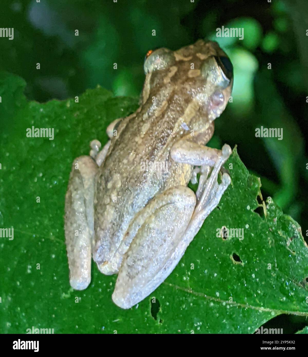 Tree Frogs and Allies (Hylidae Stock Photo - Alamy
