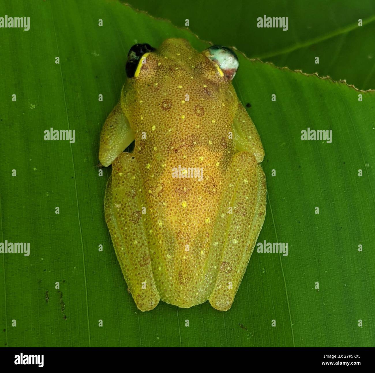 Gladiator Tree Frogs (Boana Stock Photo - Alamy