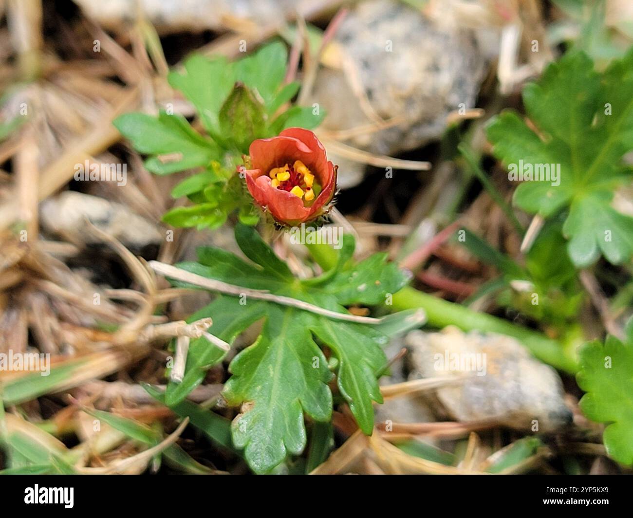 Carolina Bristlemallow (Modiola caroliniana Stock Photo - Alamy