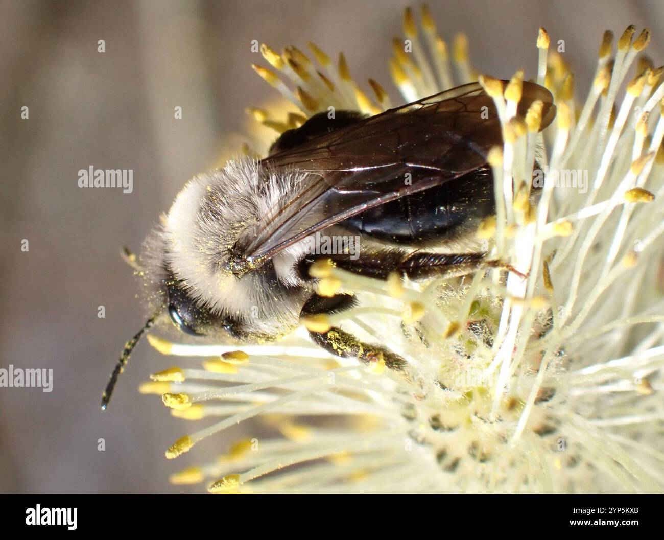 Grey-backed Mining Bee (Andrena vaga Stock Photo - Alamy