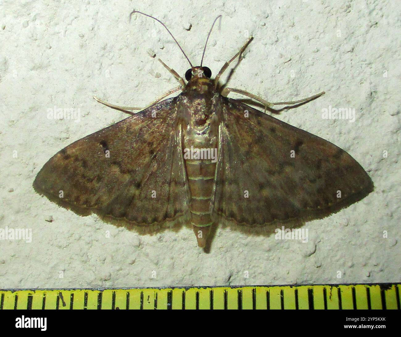 Dusky Herpetogramma Moth (Herpetogramma phaeopteralis Stock Photo - Alamy