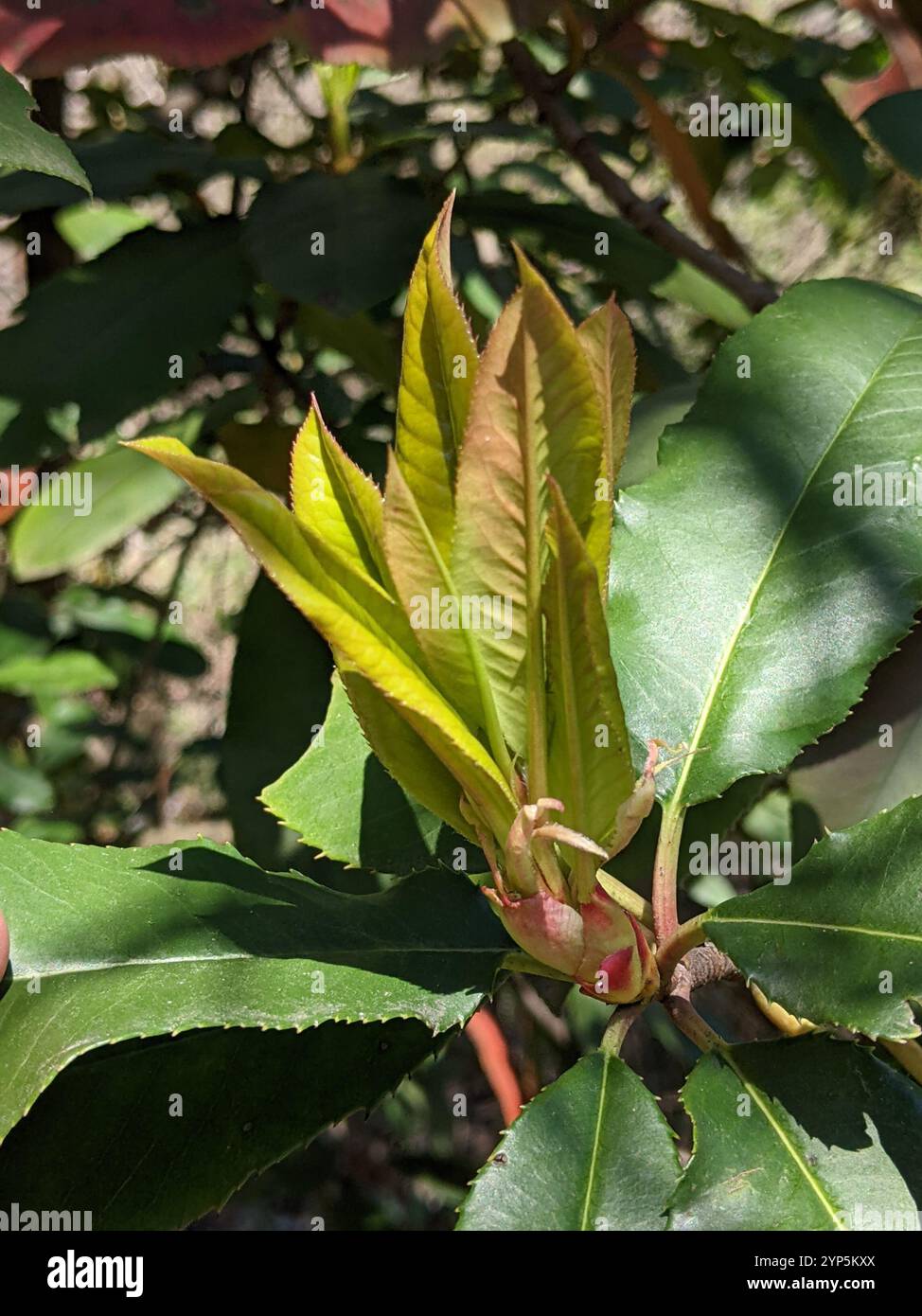 Chinese Photinia (Photinia serratifolia Stock Photo - Alamy