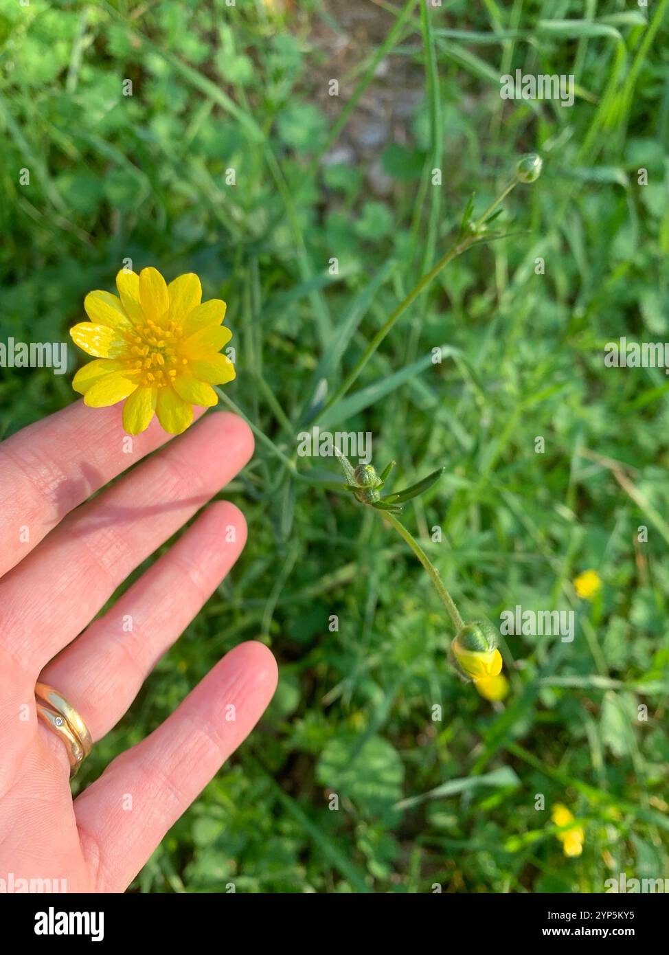 California buttercup (Ranunculus californicus Stock Photo - Alamy