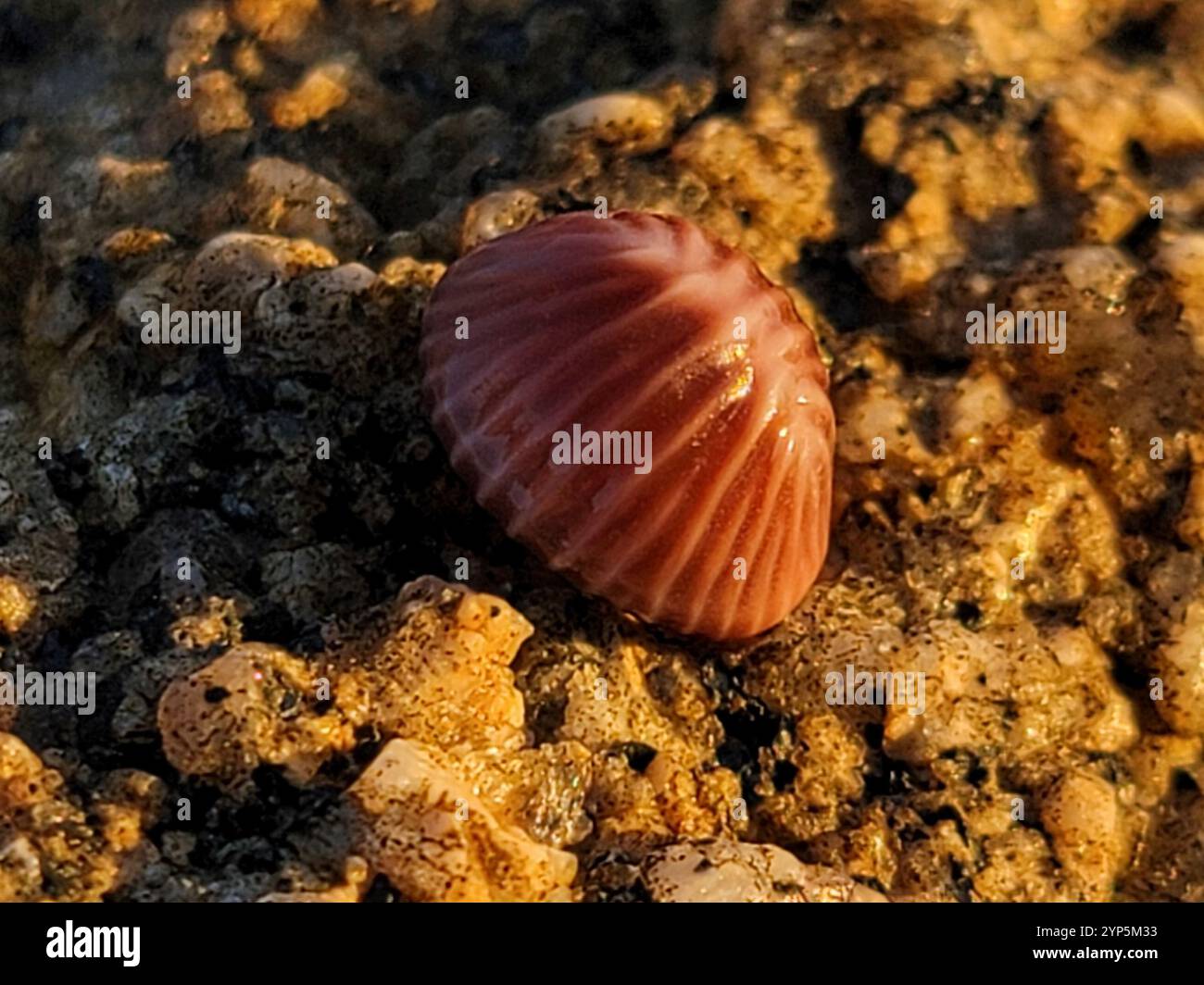 Coffee Bean Trivia (Pseudopusula californiana Stock Photo - Alamy