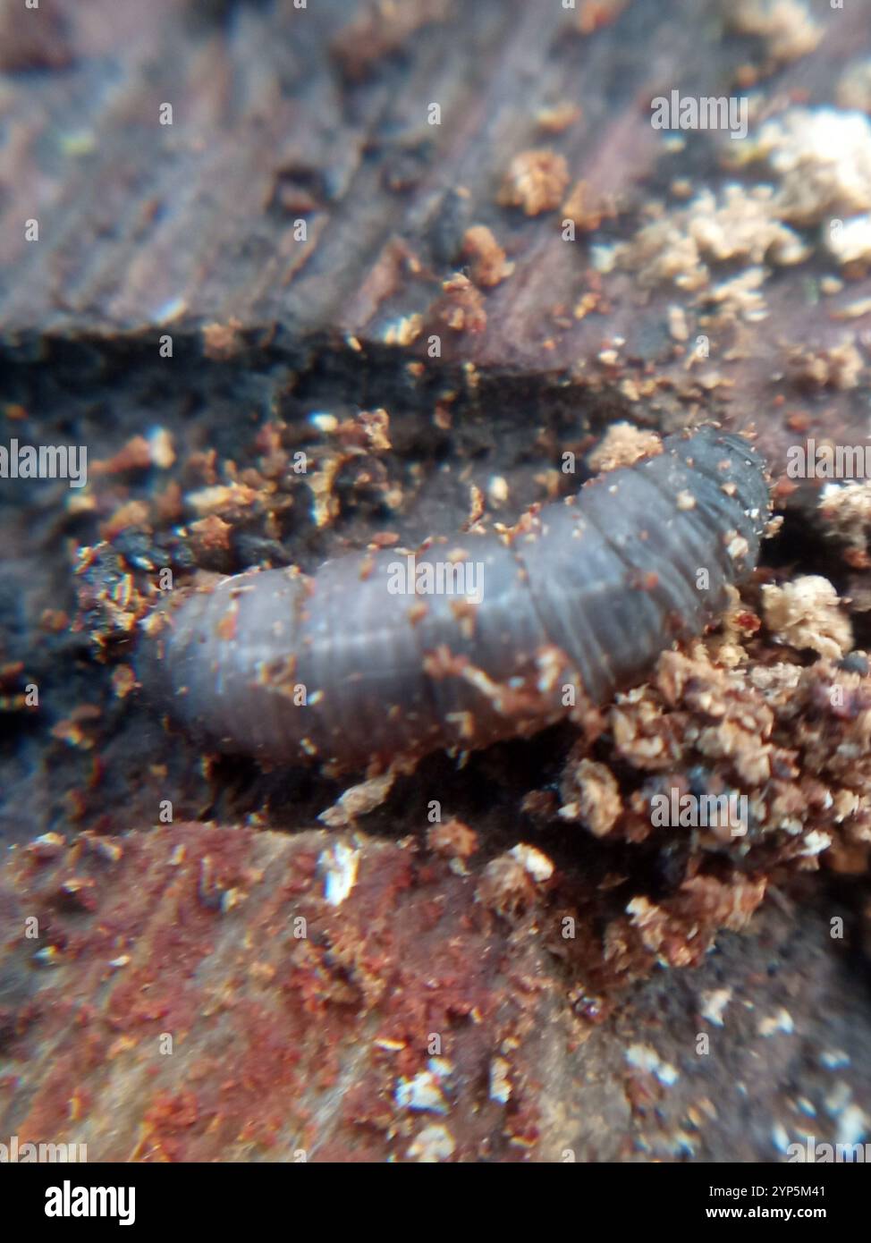 Typical Crane Flies (Tipuloidea Stock Photo - Alamy