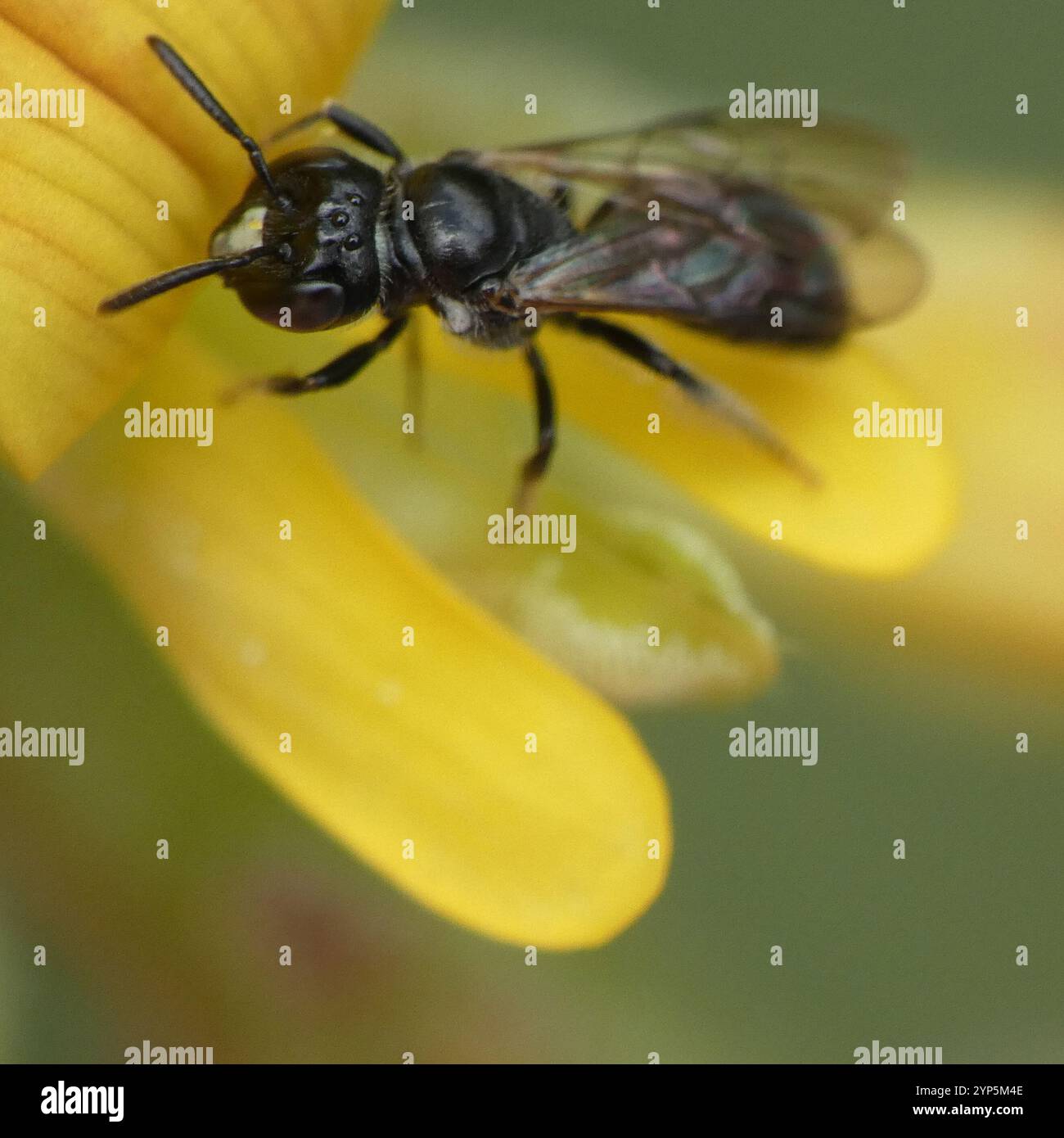Black reed hi-res stock photography and images - Alamy