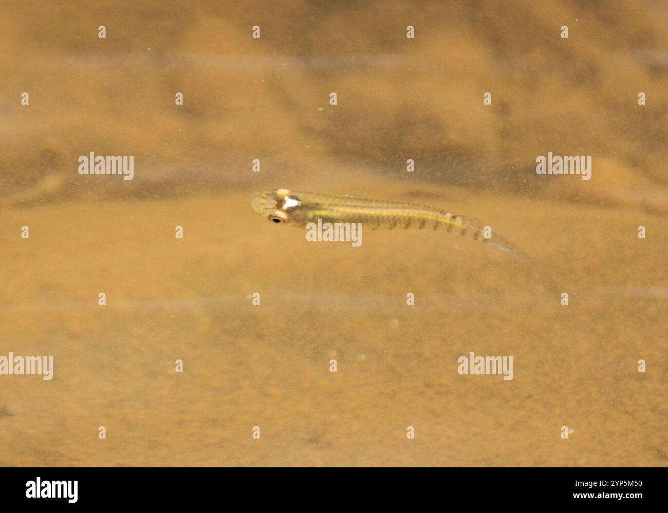 Striped Panchax (Aplocheilus lineatus Stock Photo - Alamy