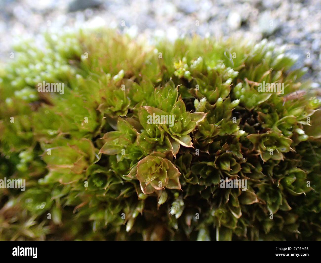 Capillary Thread-moss (Ptychostomum capillare Stock Photo - Alamy