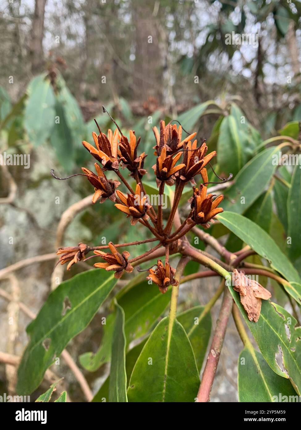 great rhododendron (Rhododendron maximum Stock Photo - Alamy