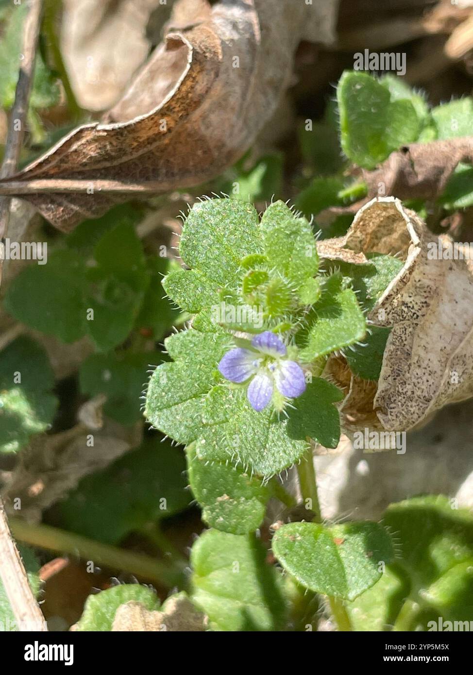 Ivy-leaved Speedwell (Veronica hederifolia Stock Photo - Alamy